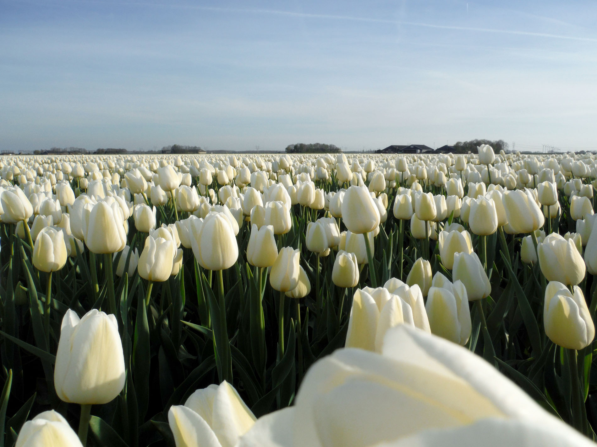 Tulip Route Flevoland - De Kandelaar